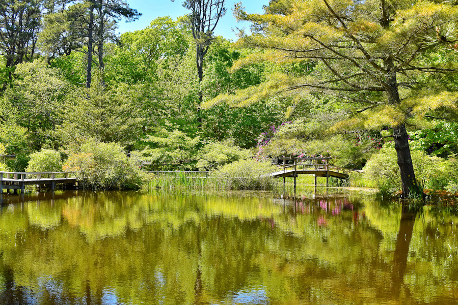 The Magic of Mytoi Gardens | Crispin Haskins